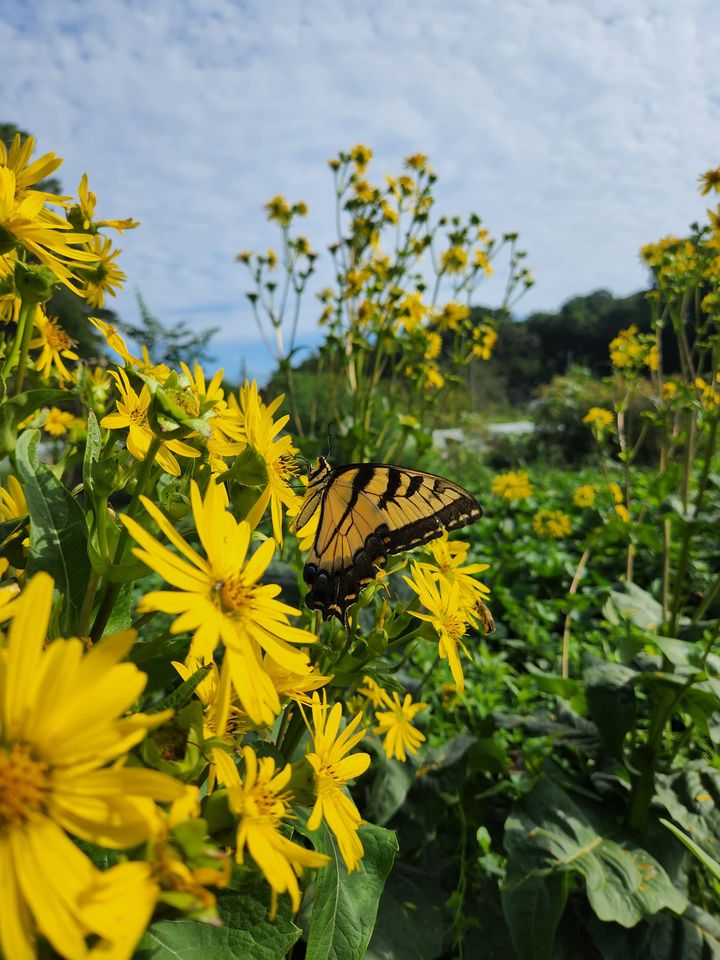 In Good Heart Farm – in good cultivation & in good spirit