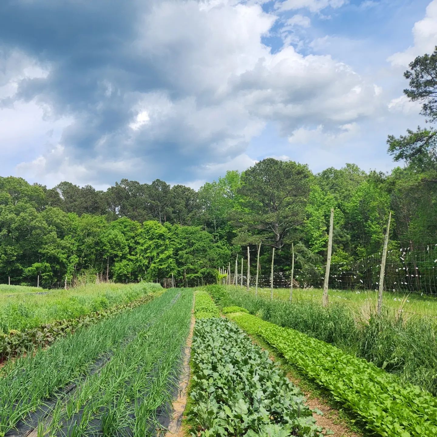 About – In Good Heart Farm