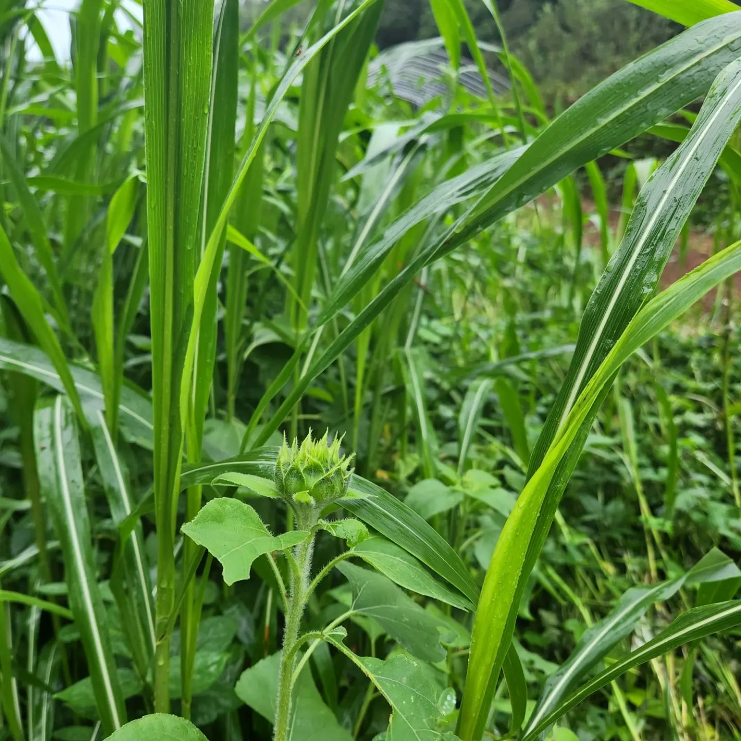 About – In Good Heart Farm