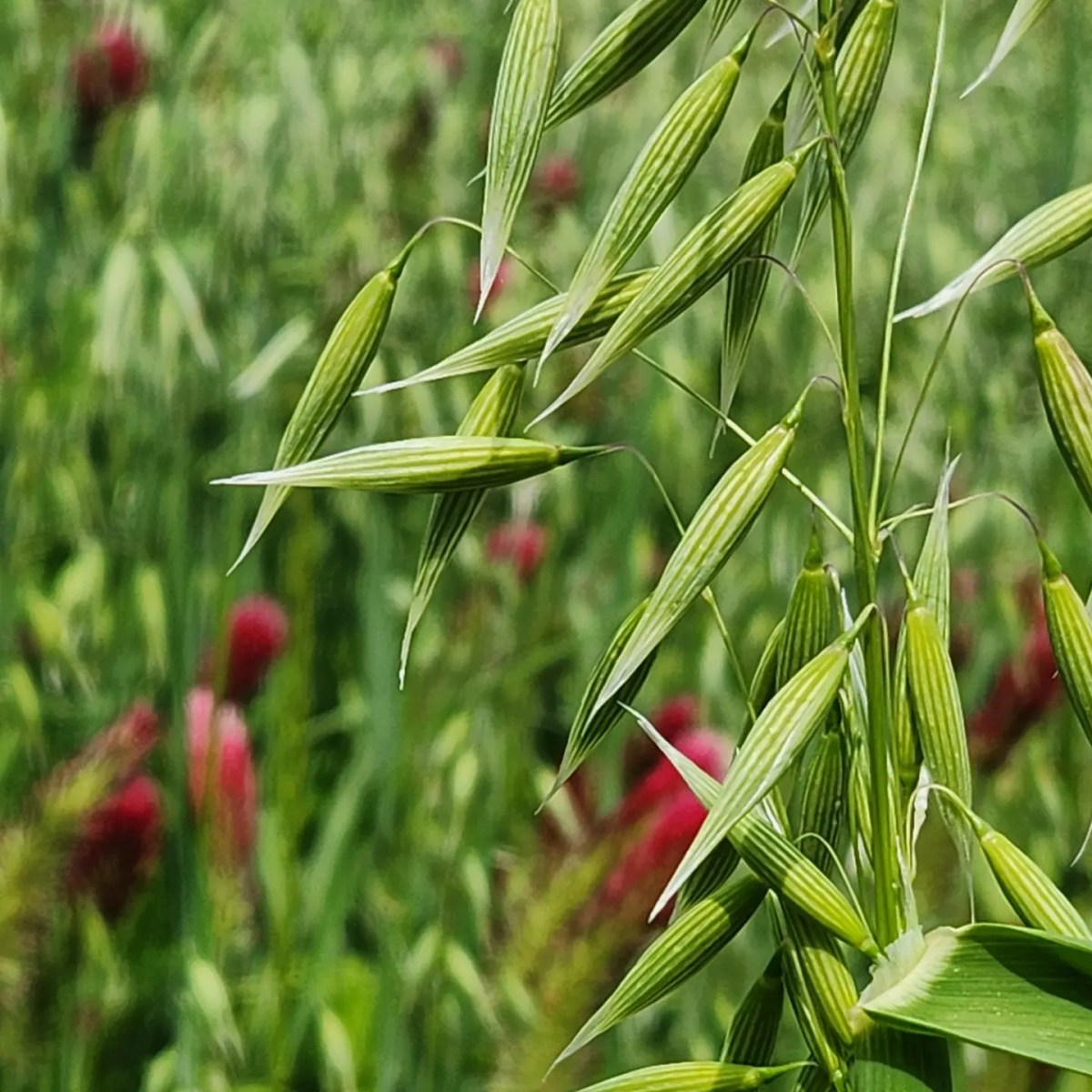 About – In Good Heart Farm